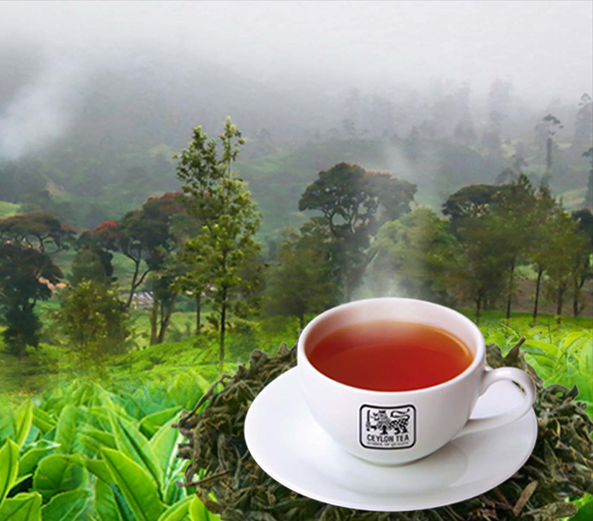 Ceylon Tea sets global standards in Sri Lanka | Sri Lanka Tea Board